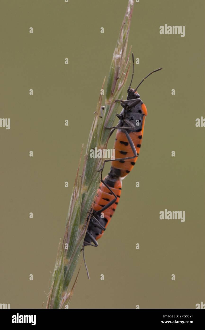 Knight bug, Knight bugs, Other animals, Insects, Animals, bug, bugs ...