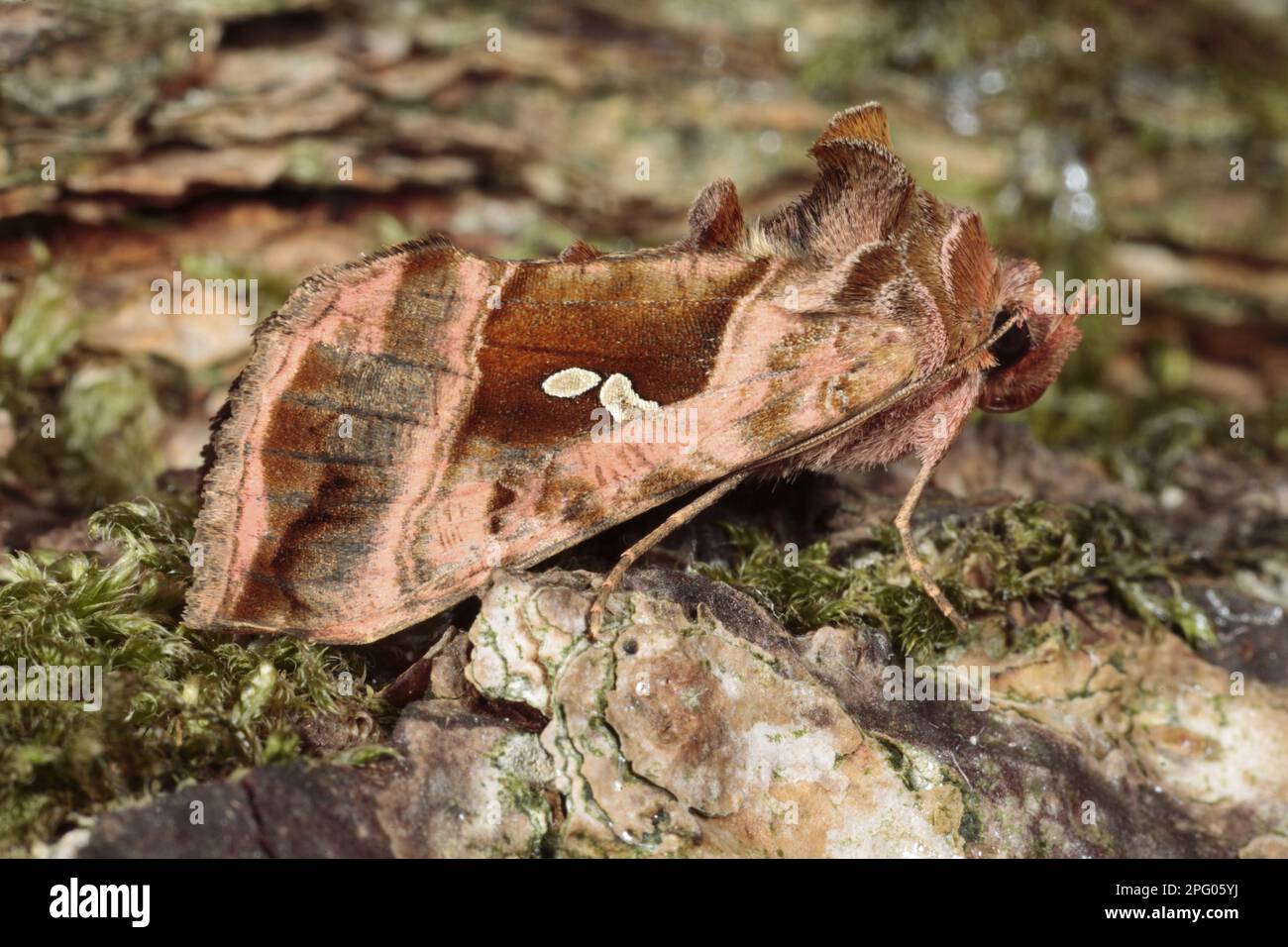 Plain golden y (Autographa jota), Jota Golden Owl, Jota Silver Owls ...