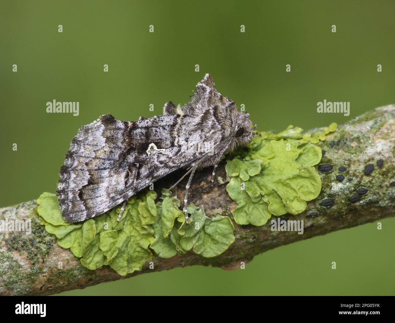 Silver owl hi-res stock photography and images - Alamy