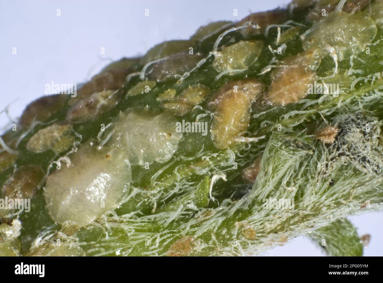 Coffee scale insects hi-res stock photography and images - Alamy