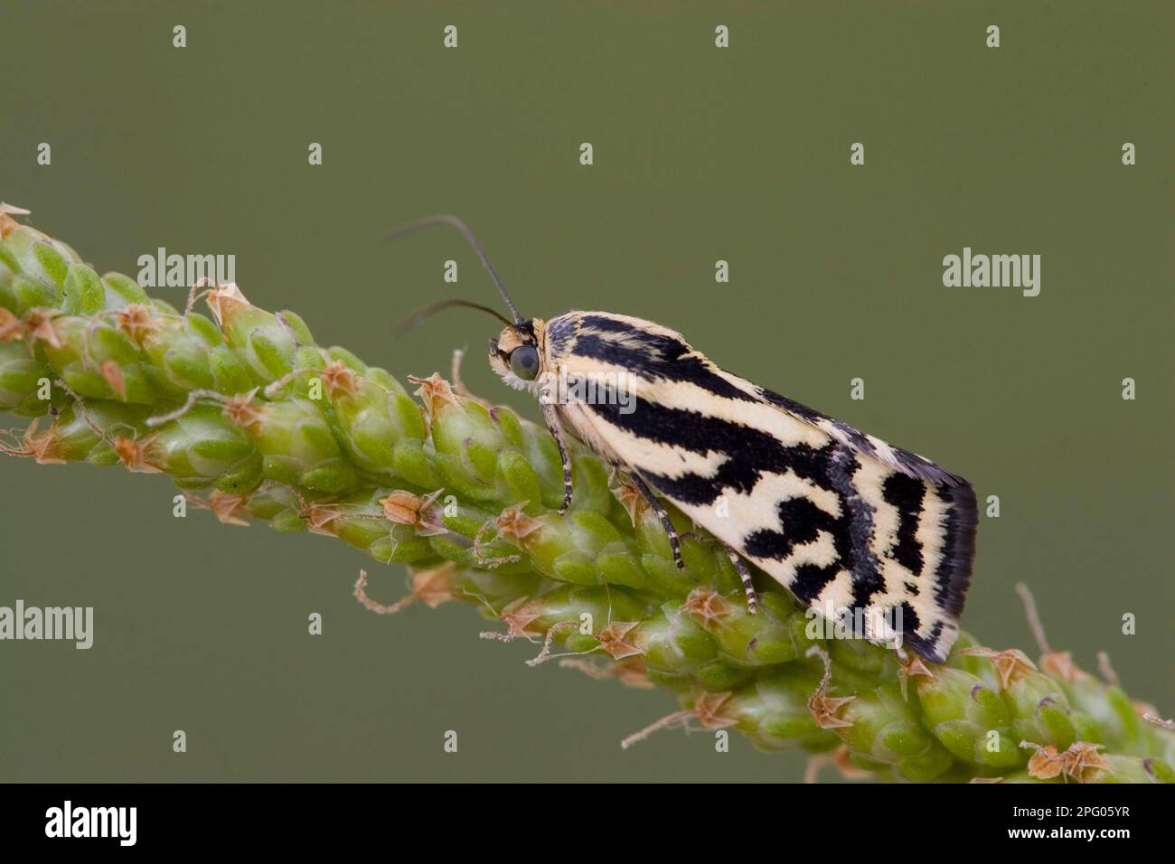 Spotted Sulphur Moth, Spotted Sulphur Moth (Emmelia owlet moth ...