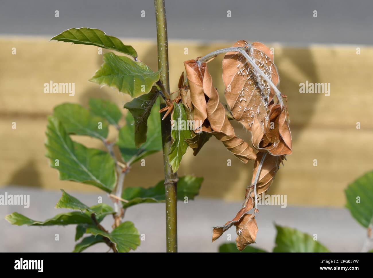 Wooly beech aphid hi-res stock photography and images - Alamy