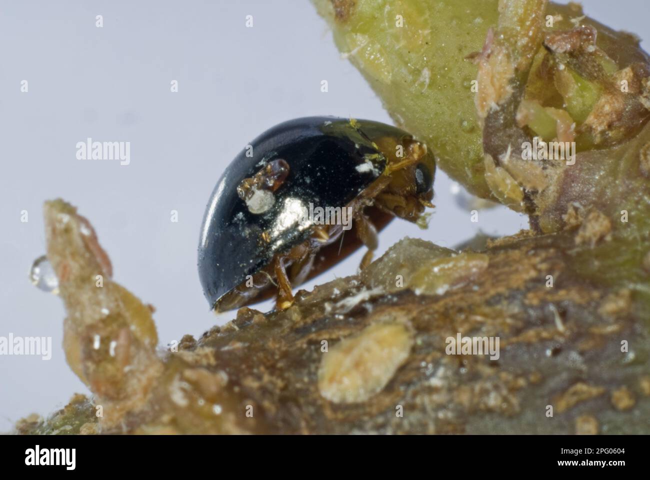 Black ladybird, Chilocorus nigritus, commercial predator for biological ...
