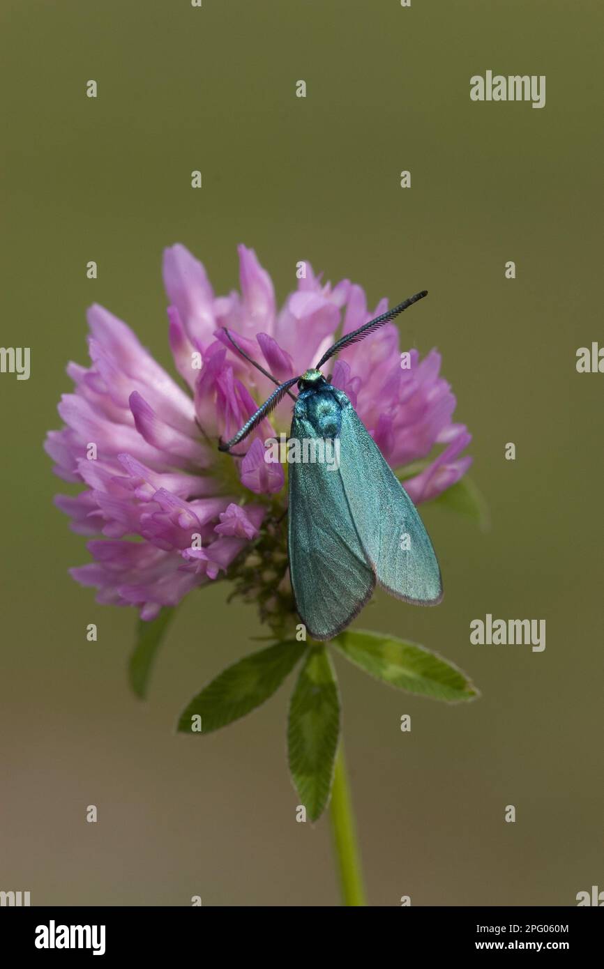 Sorrel Green Widow, Sorrel Green Widow, Common Green Widow, Other ...