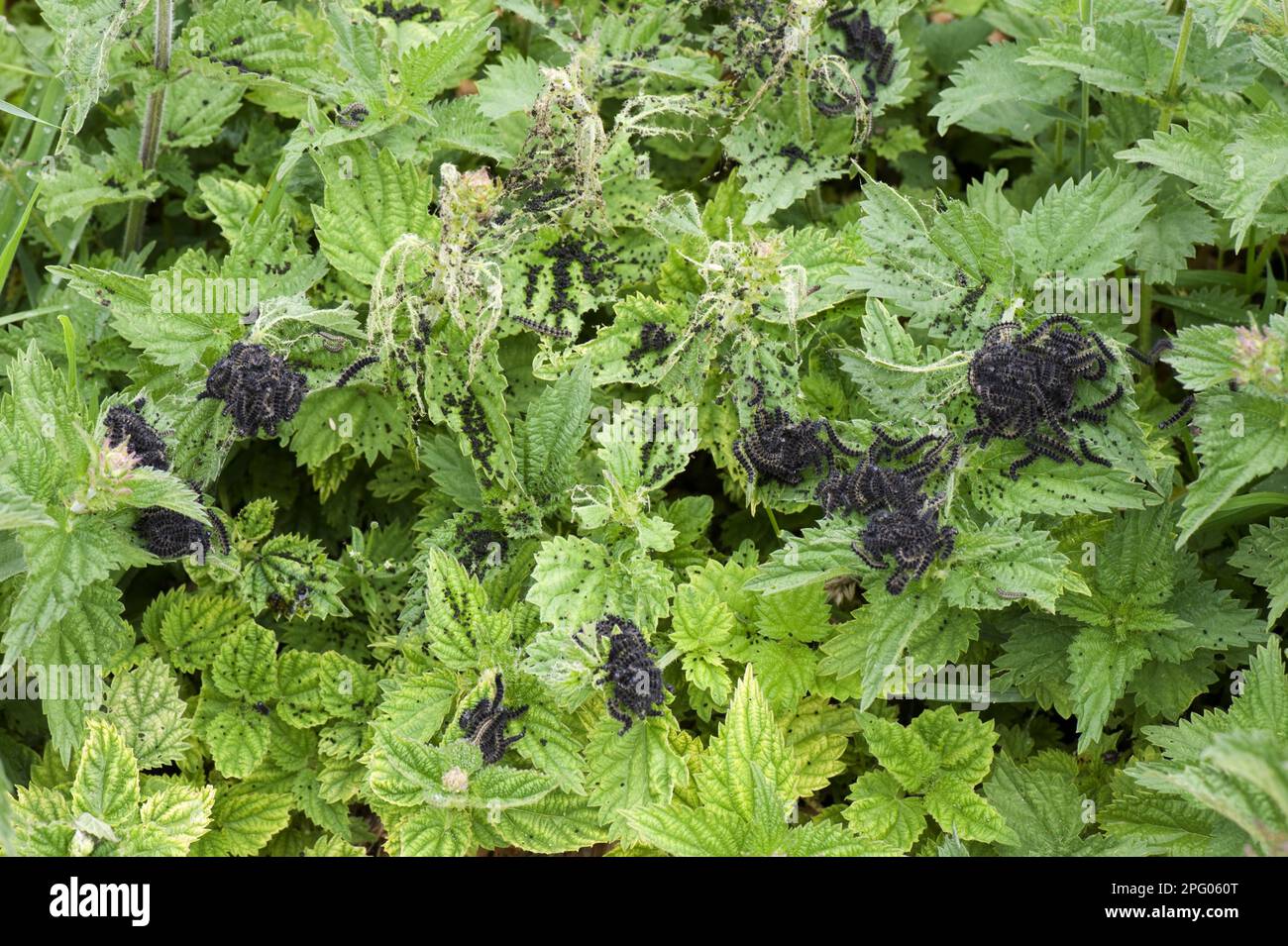 Small Tortoiseshell (Aglais urticae), large numbers of caterpillars ...