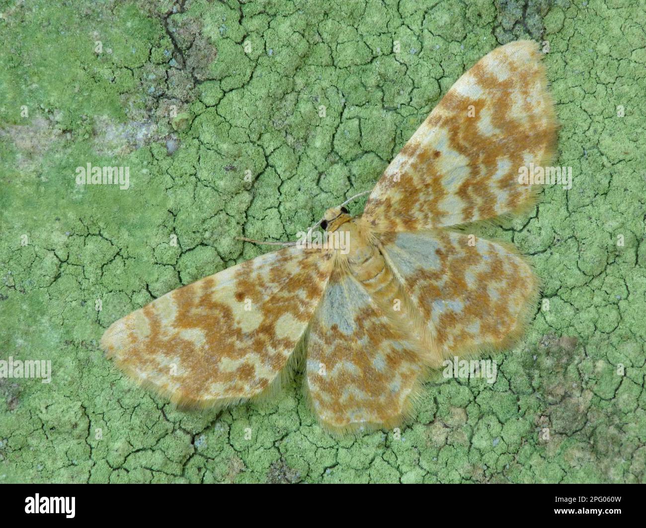 Hydrelia hi-res stock photography and images - Alamy