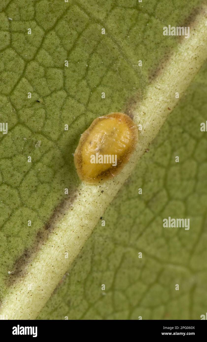 Scale insect hi-res stock photography and images - Alamy