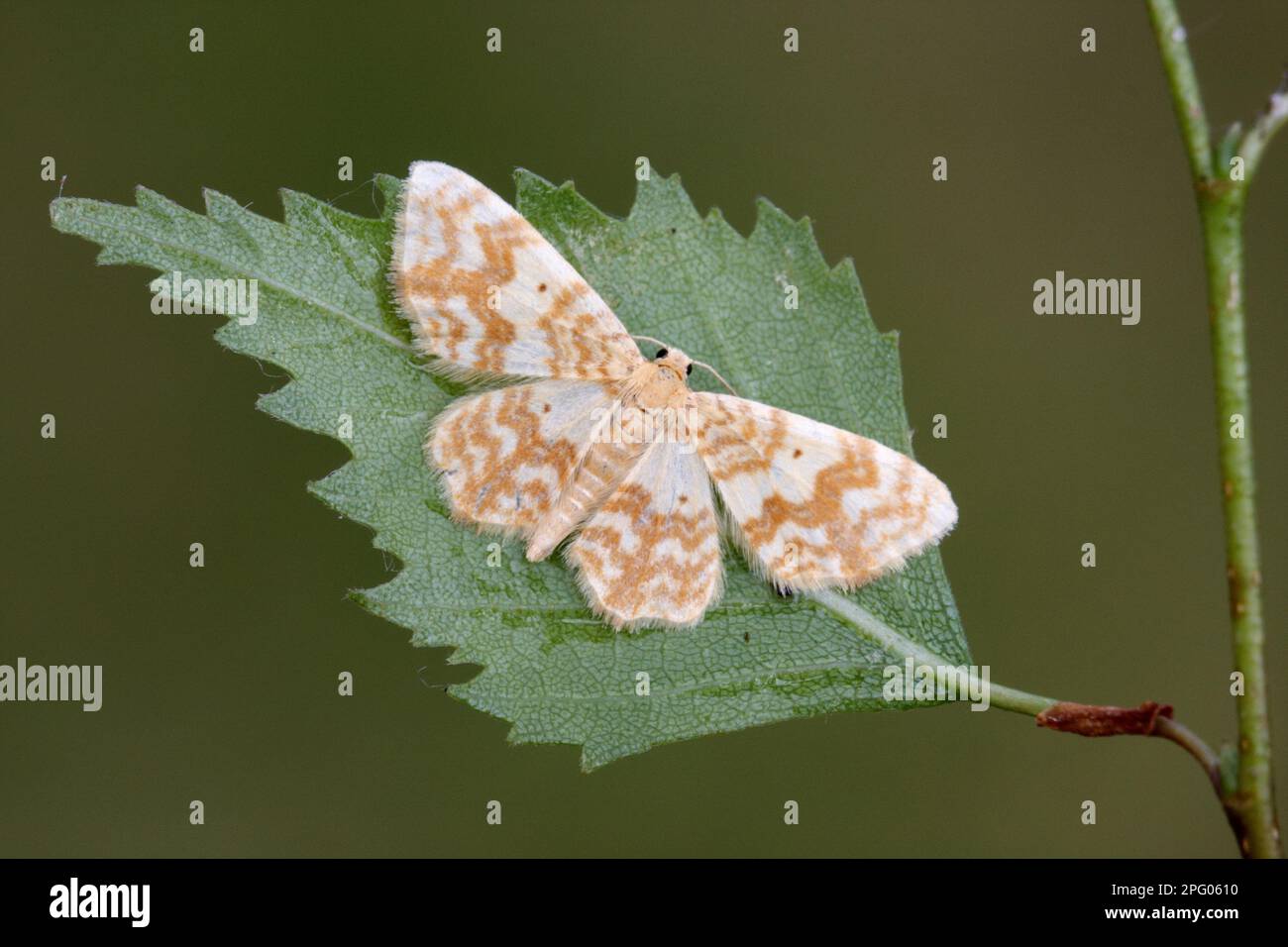 Hydrelia flammeolaria hi-res stock photography and images - Alamy