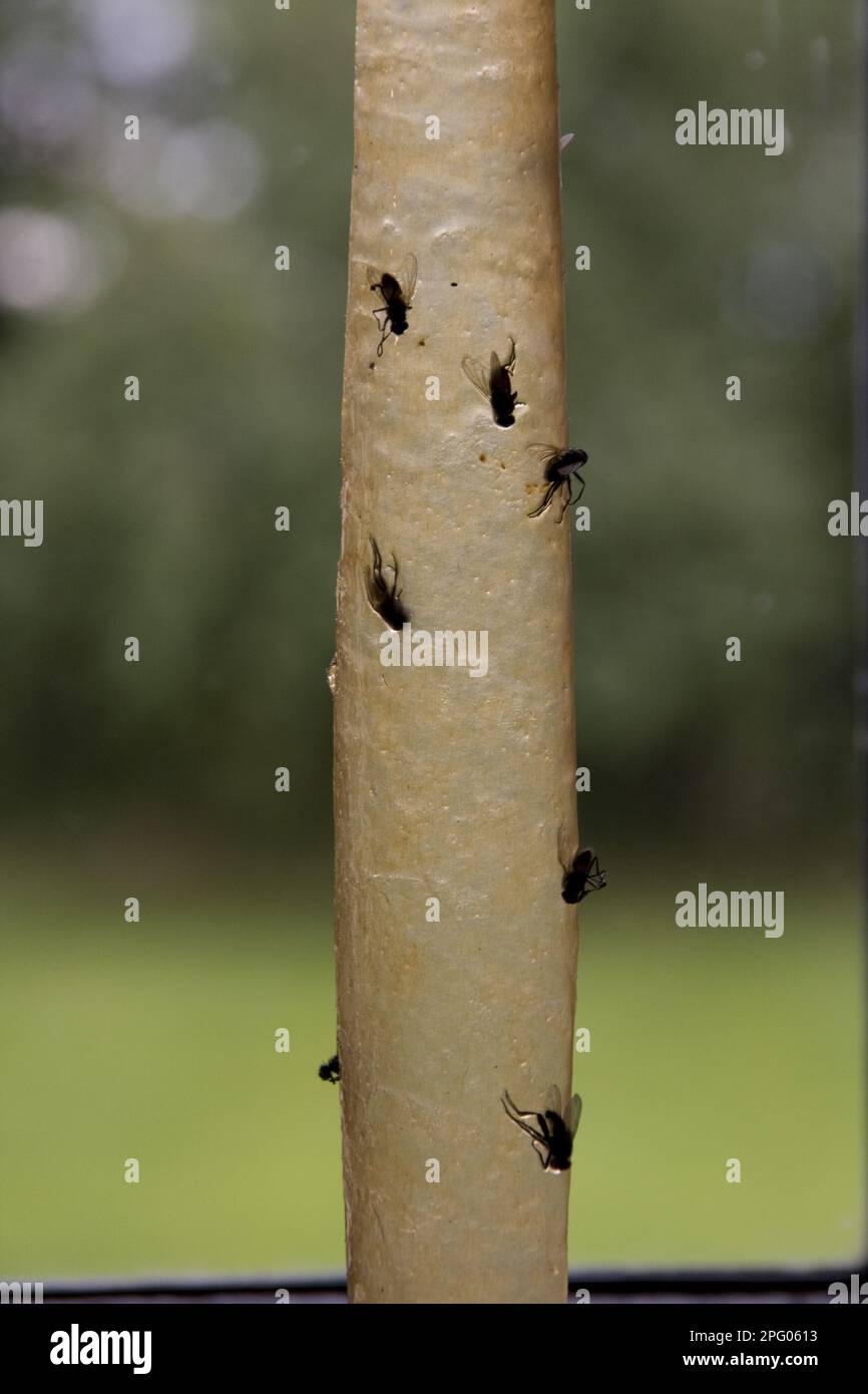 Flypaper strips, flypaper, flytrap Stock Photo - Alamy