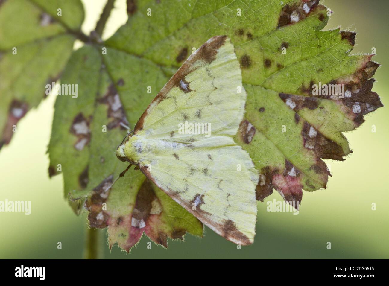 Yellow moth, brimstone moth (Opisthograptis luteolata), Insects, Moths ...