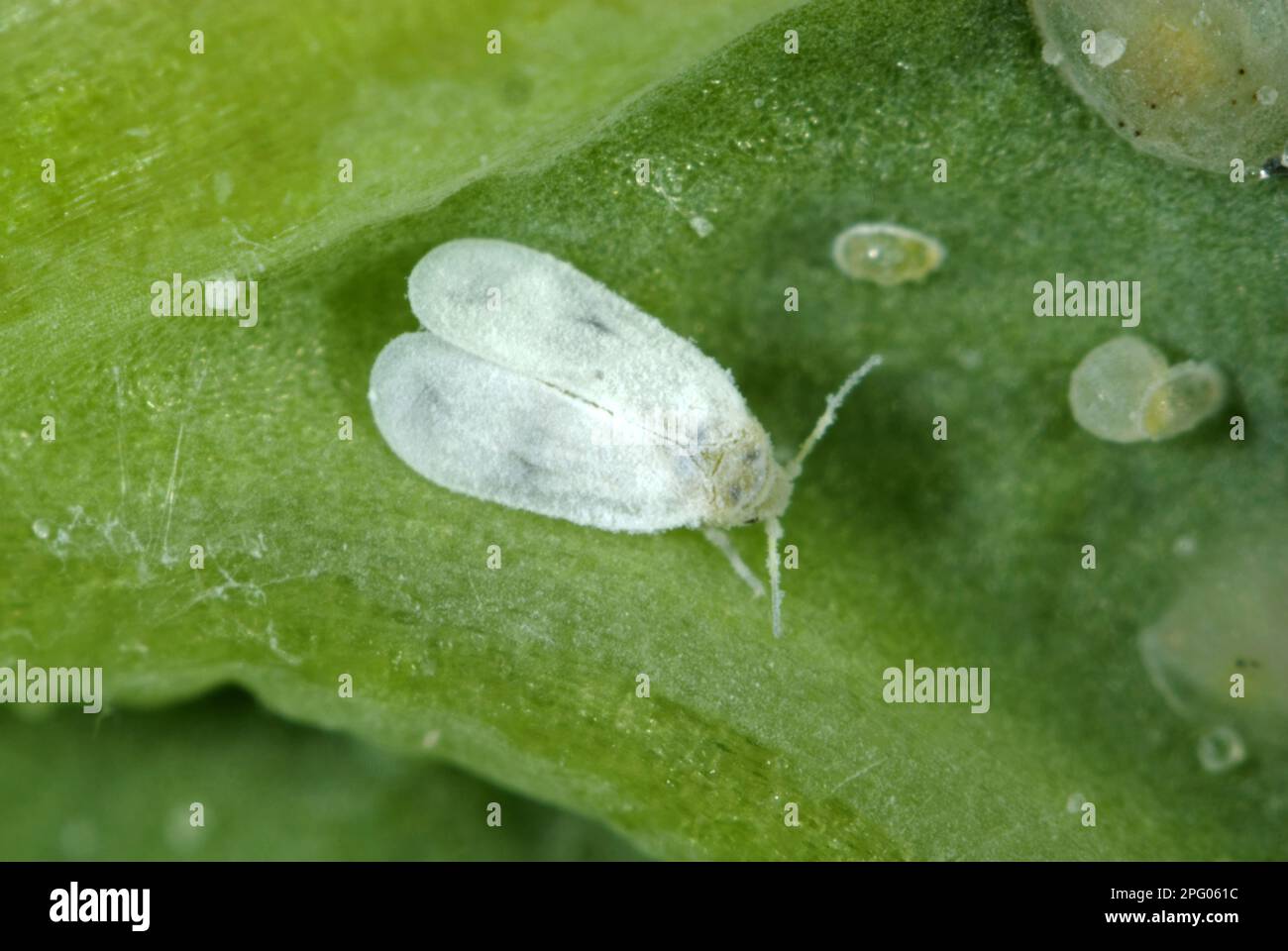 Cabbage moth scale insect, Cabbage moth scale insect, Cabbage moth ...