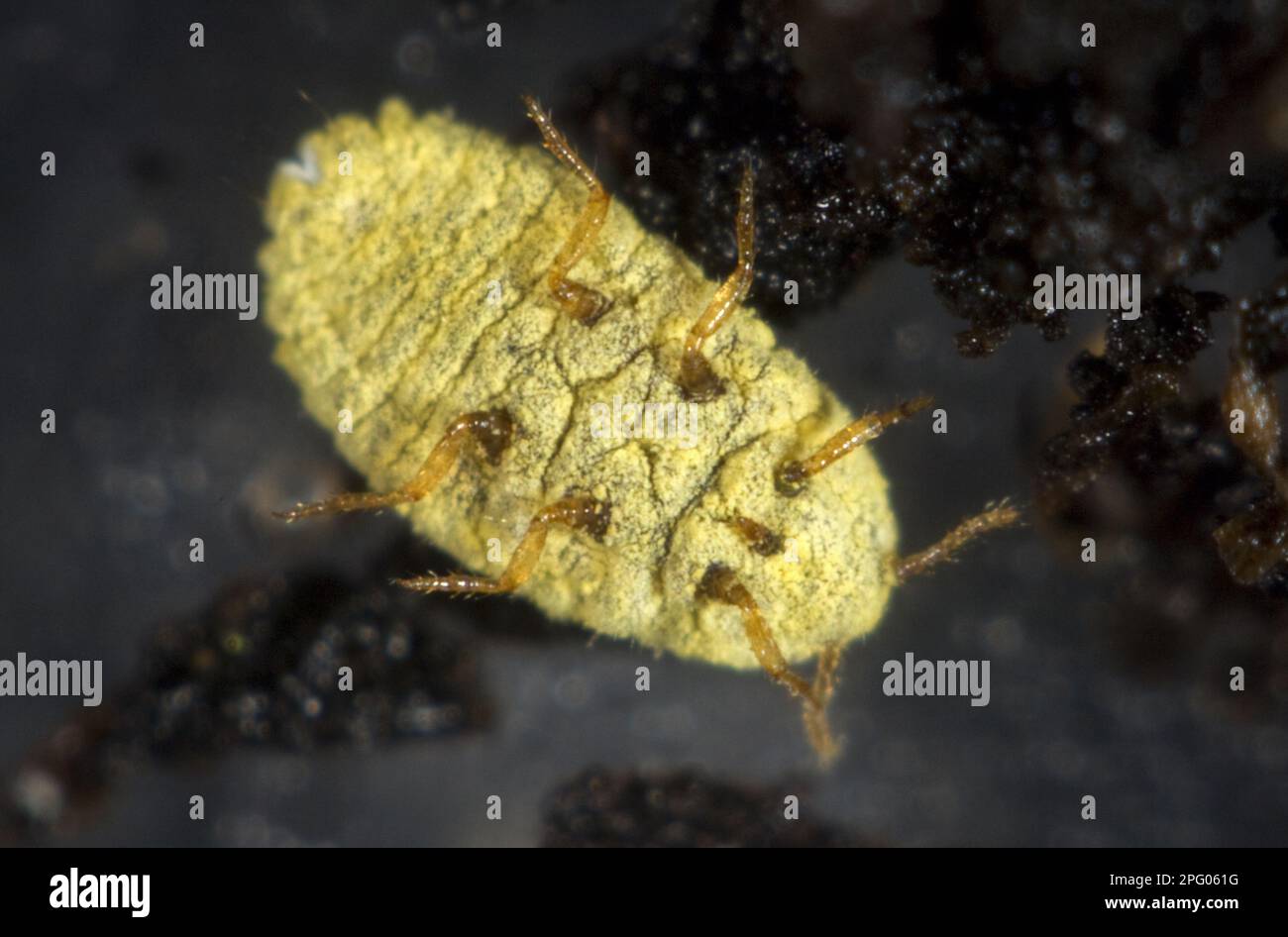 Golden root mealybug, Chryseococcus arecae, on the roots of Corokia ...
