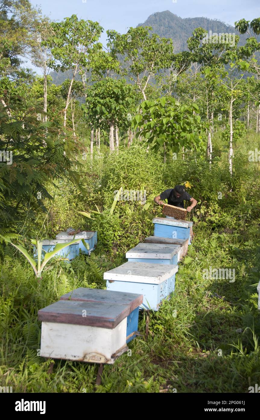 Honey bees of southeast asia hi-res stock photography and images - Alamy