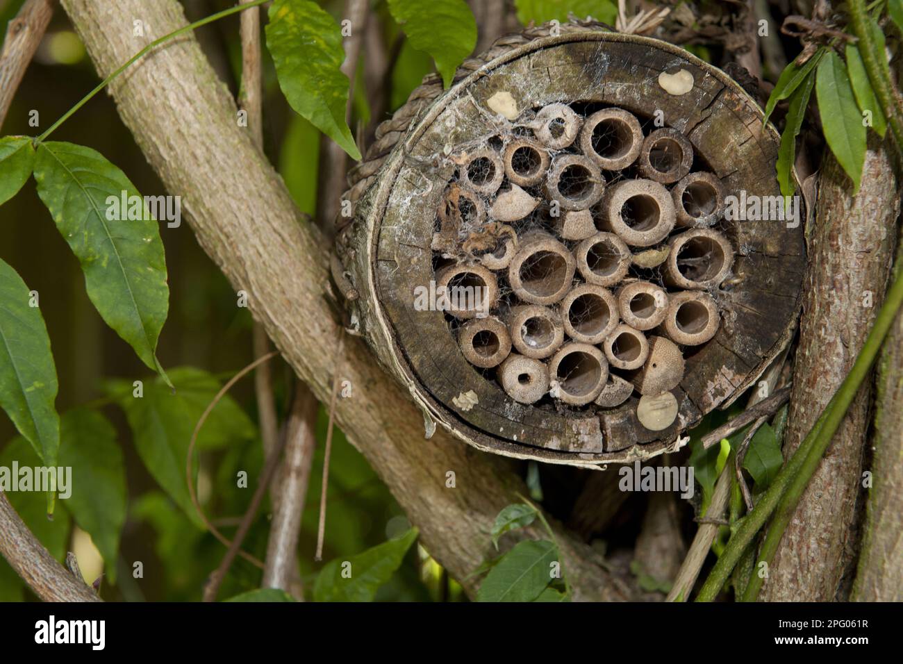 Species of invertebrates hi-res stock photography and images - Alamy