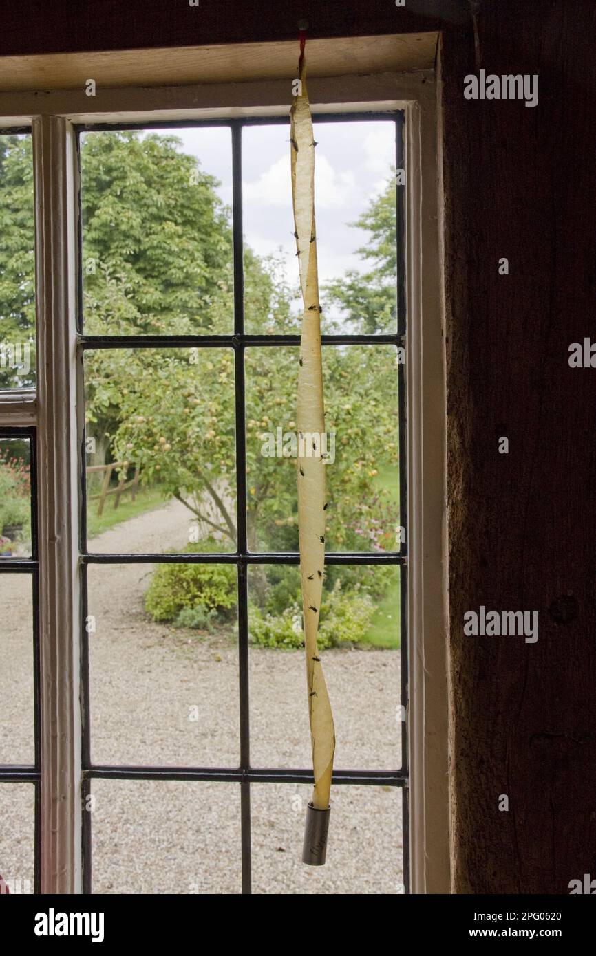 Flypaper strips, flypaper, flytrap Stock Photo - Alamy