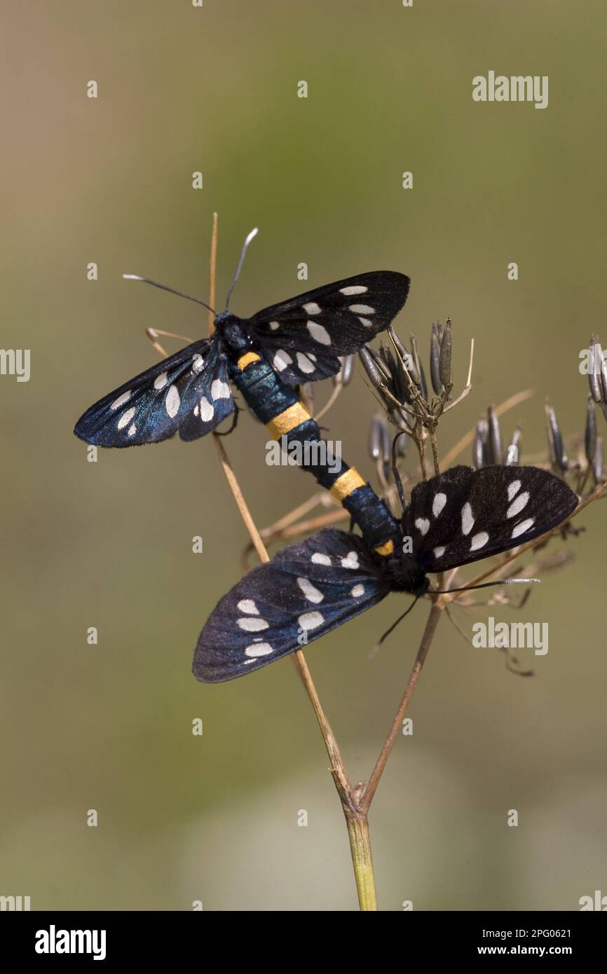 Syntomis phegea, white-spotted moth, Insects, Moths, Butterflies ...