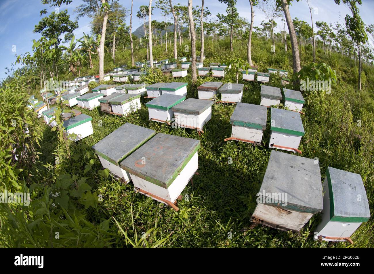 Beekeeping, hives on the slopes of the volcano, Mount Ijen, East Java, Indonesia Stock Photo - Alamy
