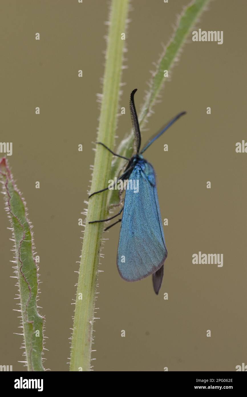 Sorrel Green Widow, Sorrel Green Widow, Common Green Widow, Other ...