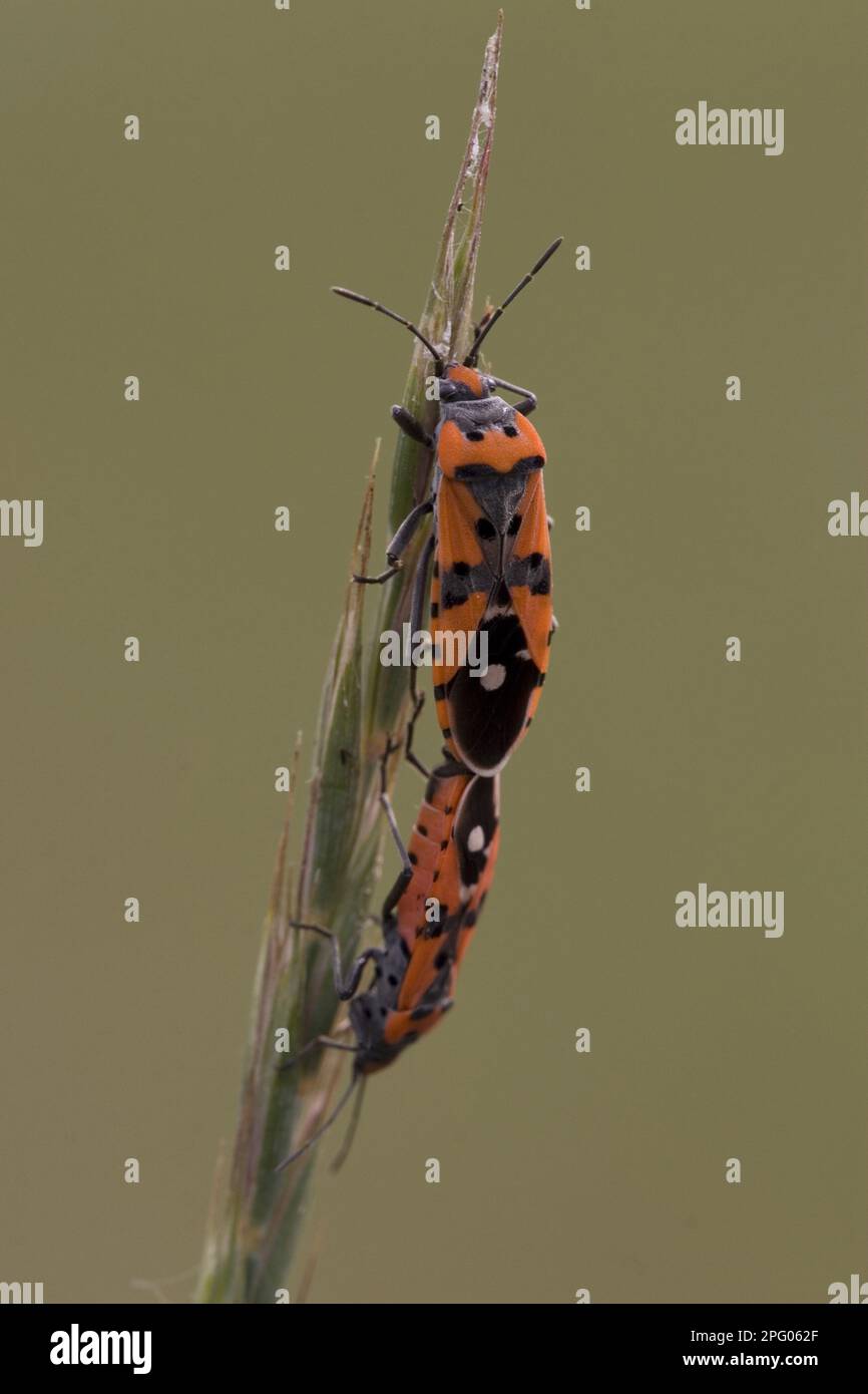 Knight bug, Knight bugs, Other animals, Insects, Animals, bow, Bugs ...