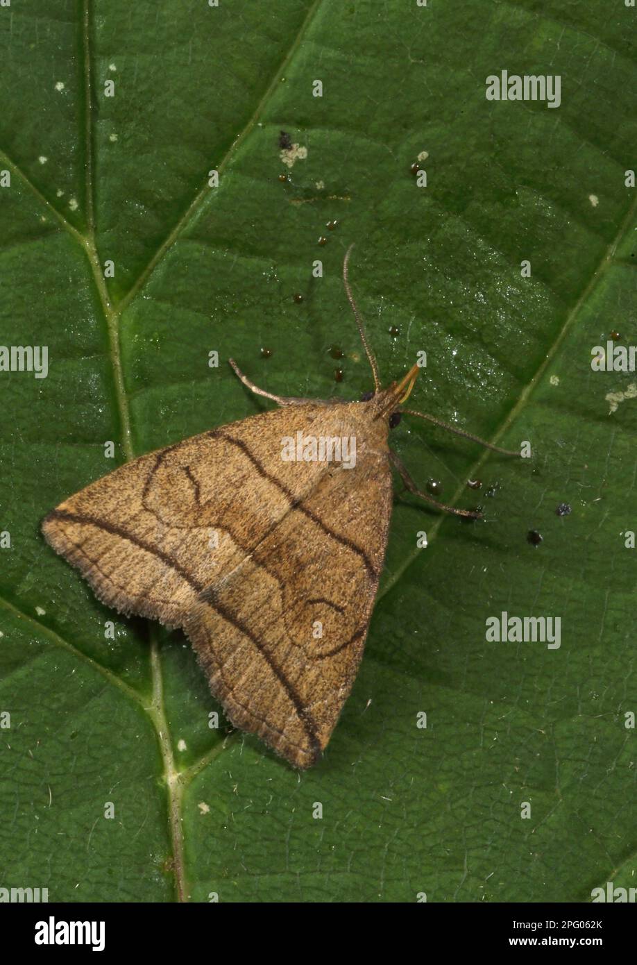 Zanclognatha nemoralis, Bow-lined Peeping Owl, Bow-lined Peeping Owls ...