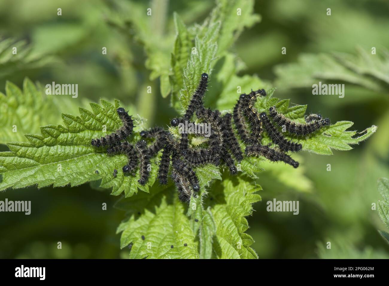 Small Tortoiseshell (Aglais urticae), large numbers of caterpillars ...