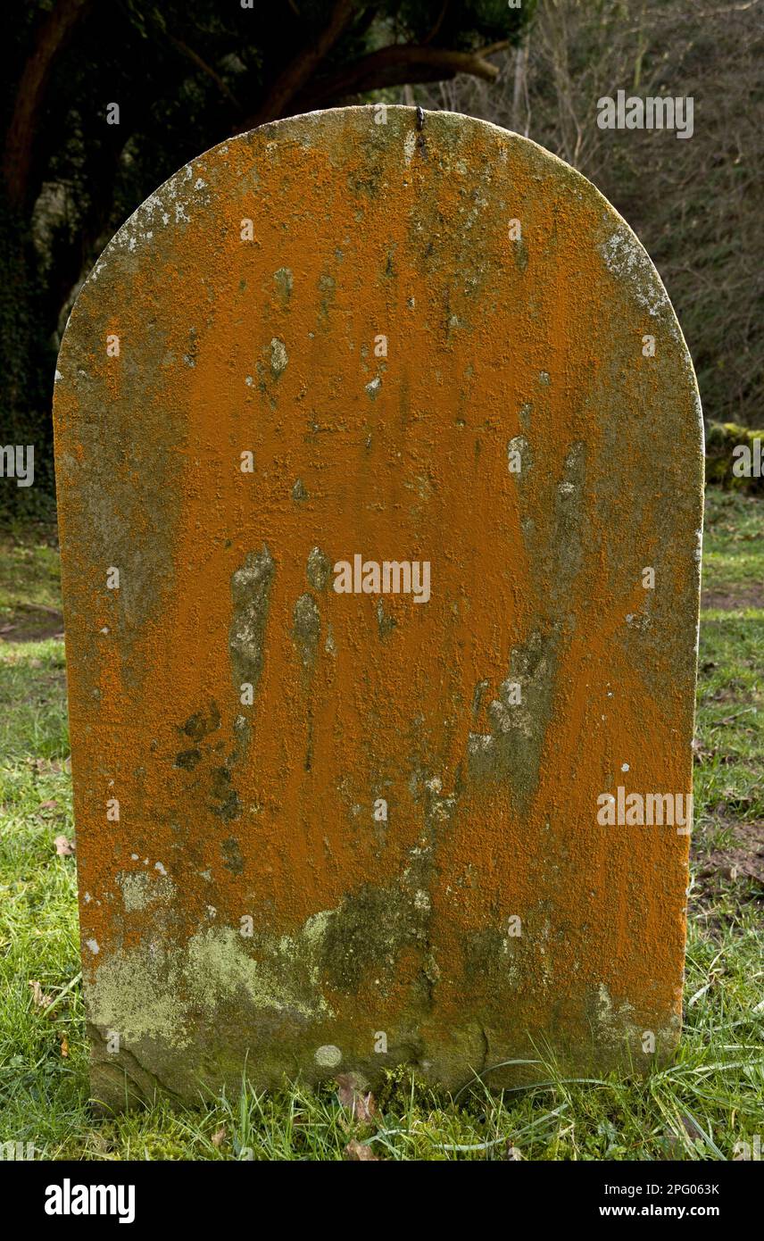 Trentepohlia hi-res stock photography and images - Alamy