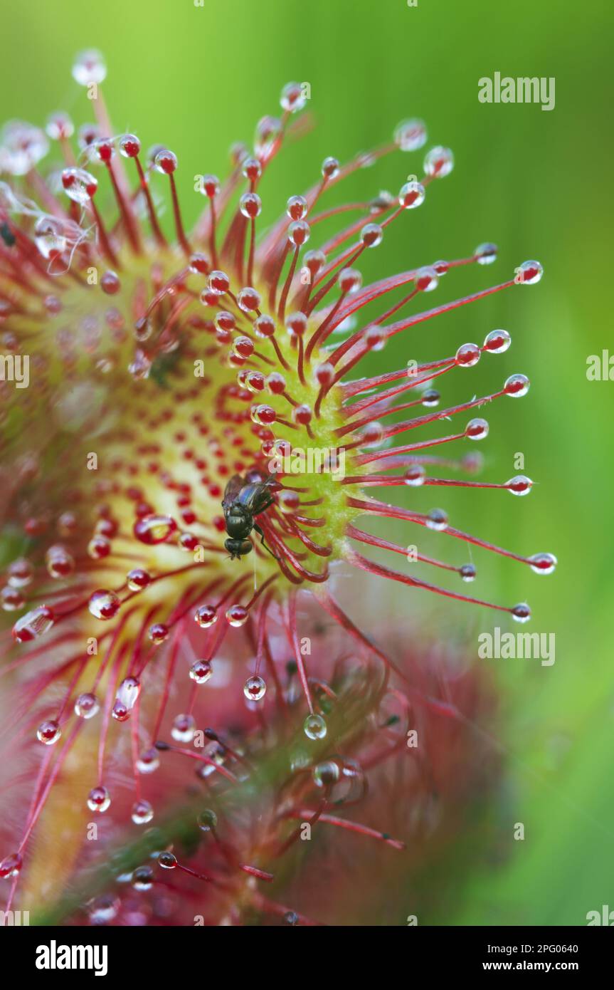 Round-leaved Sundew (Drosera rotundifolia) close-up of leaf with fly ...