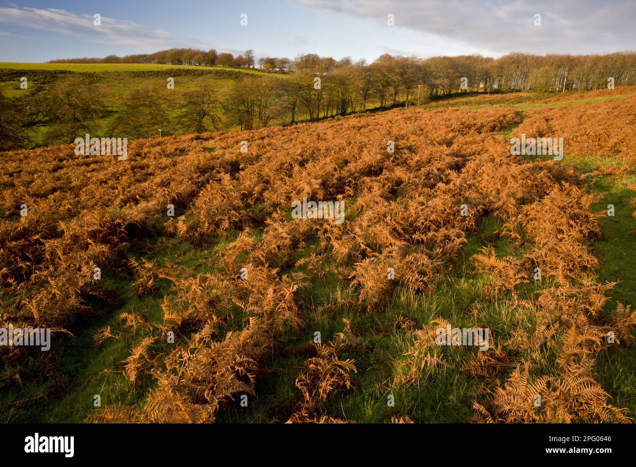 Bracken (Pteridium aquilinum) fronds, in autumn colour, growing on ...