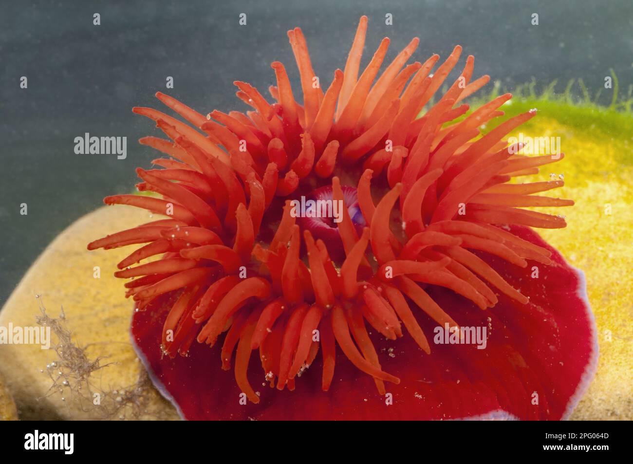 Beadlet anemone (Actinia equina), adult, with tentacles outstretched ...