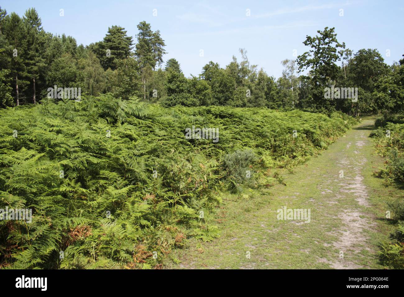 Bracken (Pteridium aquilinum) mass growing beside the track in woodland ...