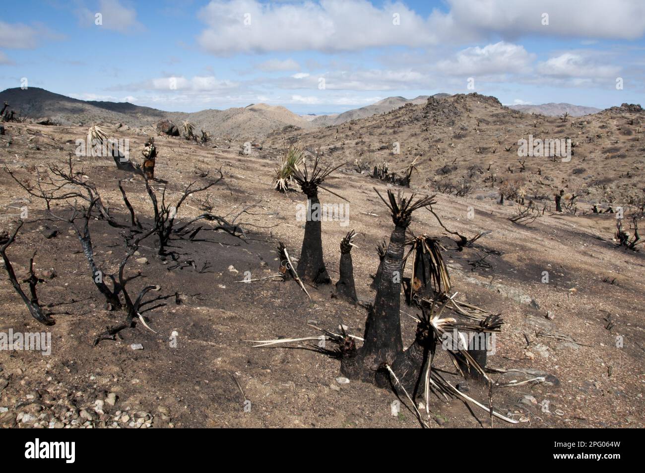 Yucca brevifolia subsp herbertii hi-res stock photography and images ...