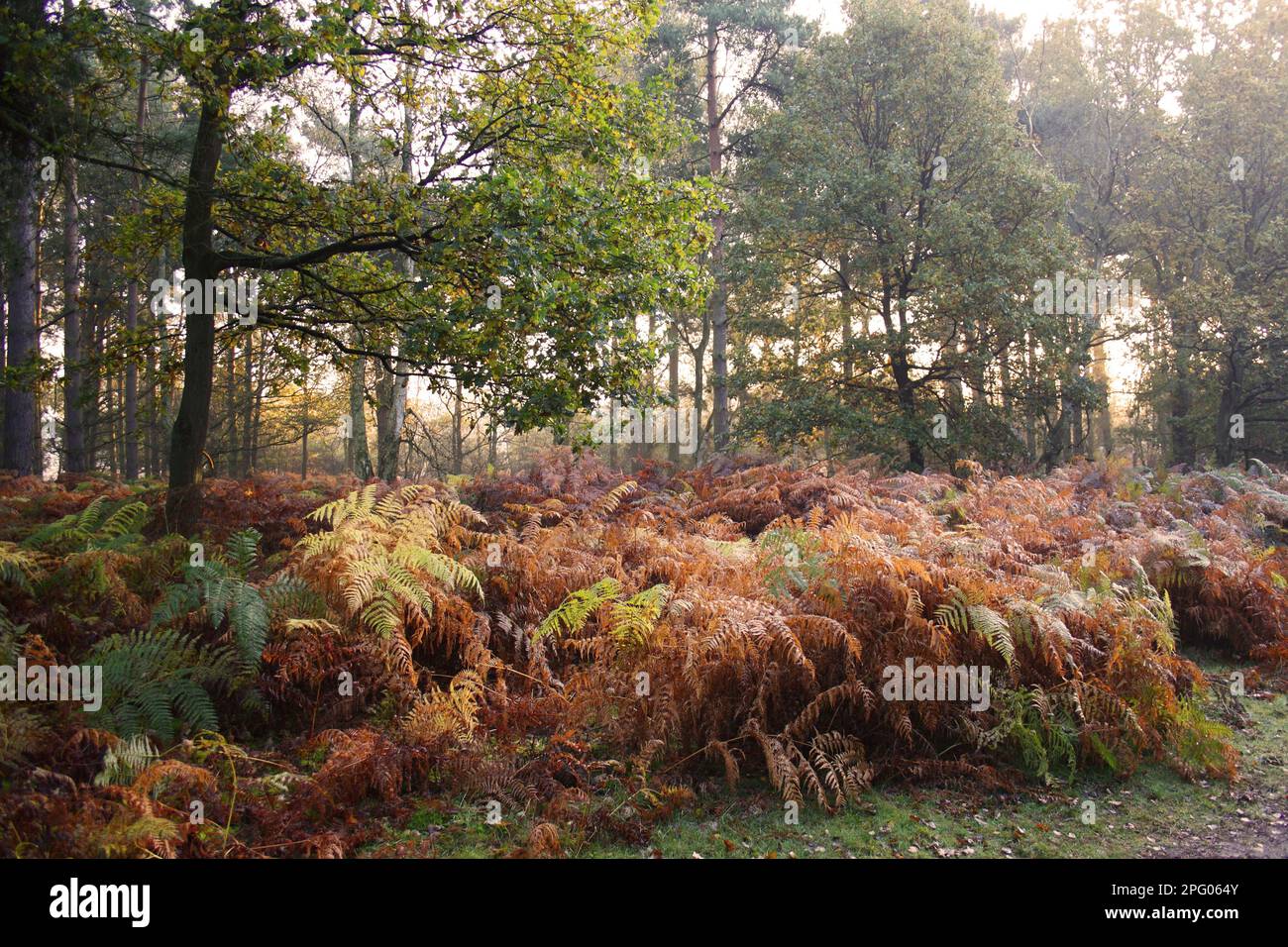 Bracken (Pteridium aquilinum) fronds in autumn colour, growing in ...
