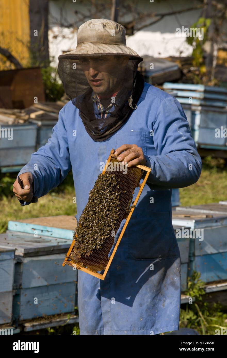 Bee keeping, beekeeper examing frame, amongst hives in old Saxon ...