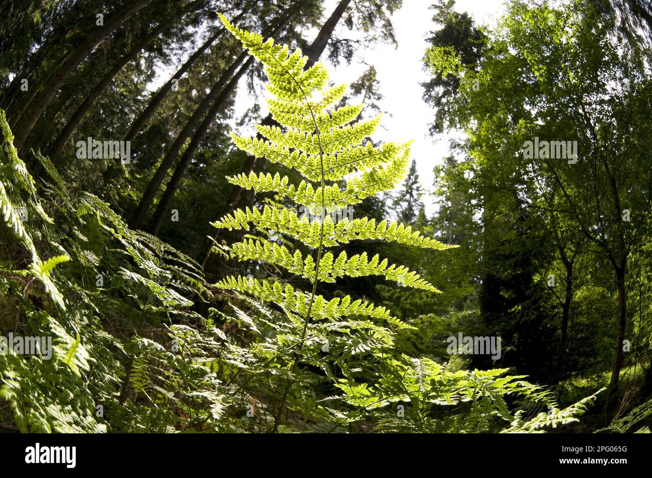 Fern (Pteridophyta sp.) backlit frond with sporangia, growing in ...