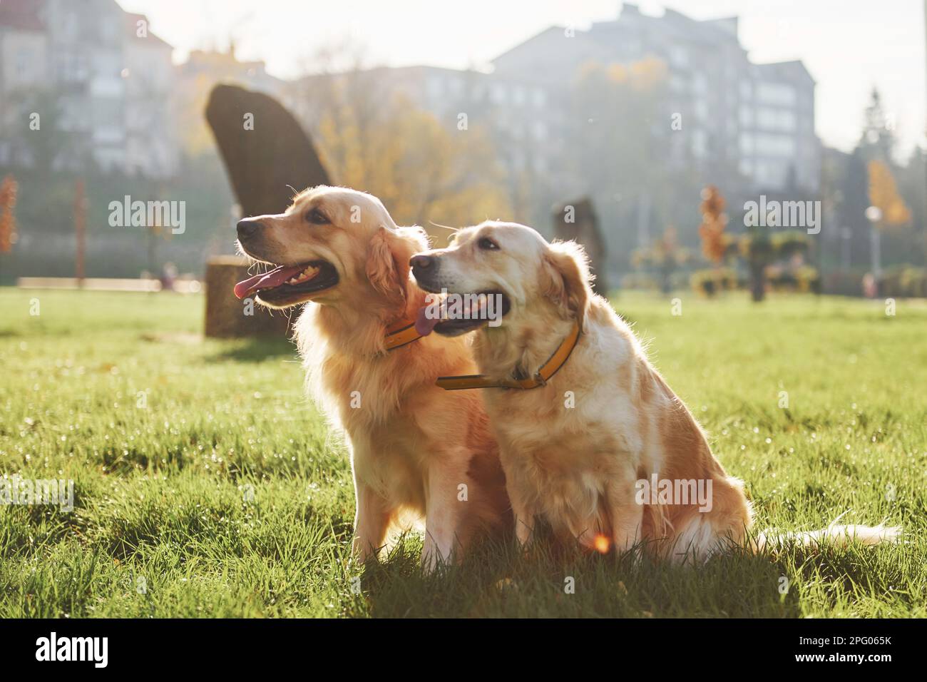Two beautiful Golden Retriever dogs have a walk outdoors in the park ...