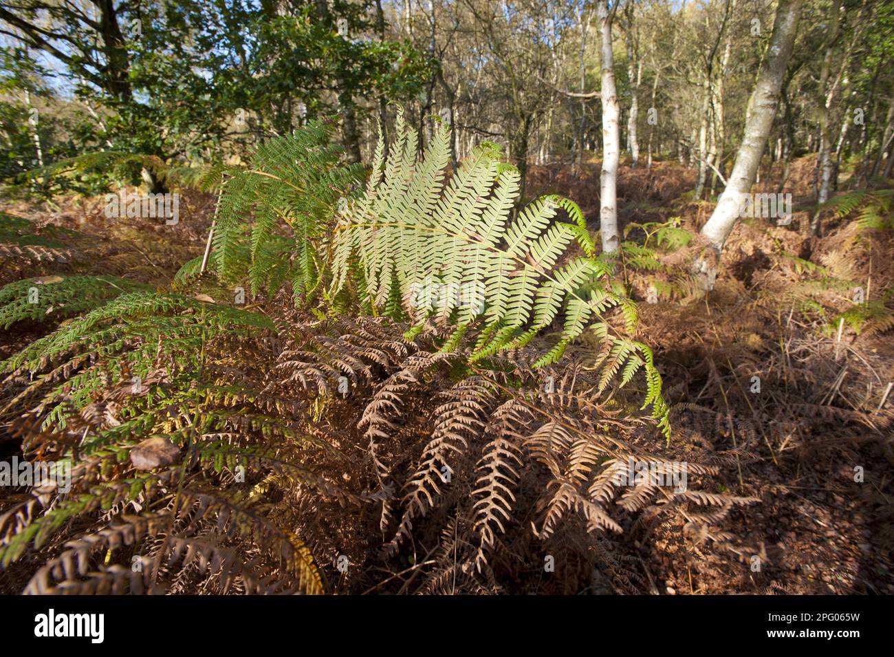 Bracken (Pteridium aquilinum) fronds, undergrowth in woodland habitat ...