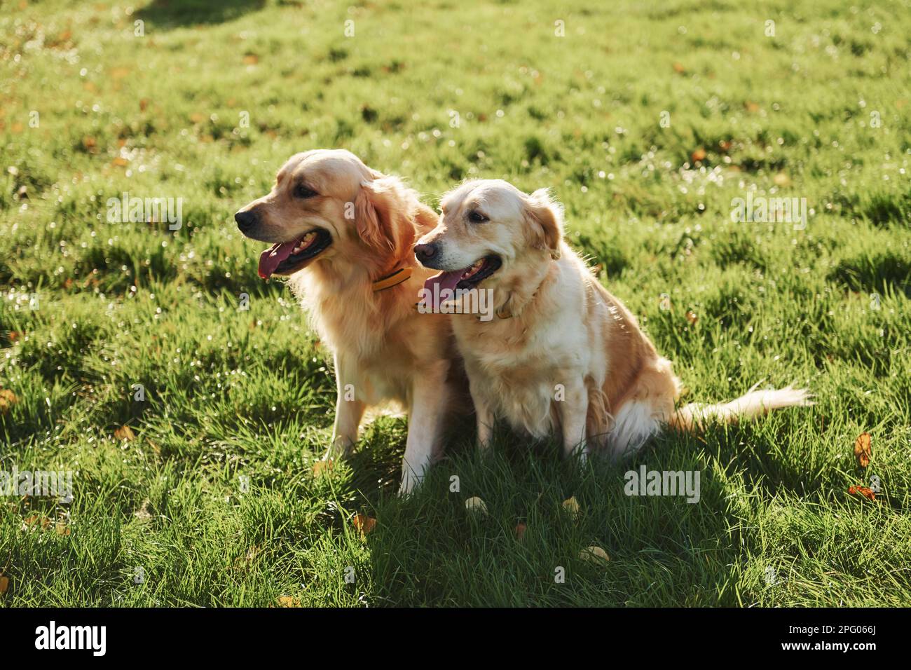 Two beautiful Golden Retriever dogs have a walk outdoors in the park ...