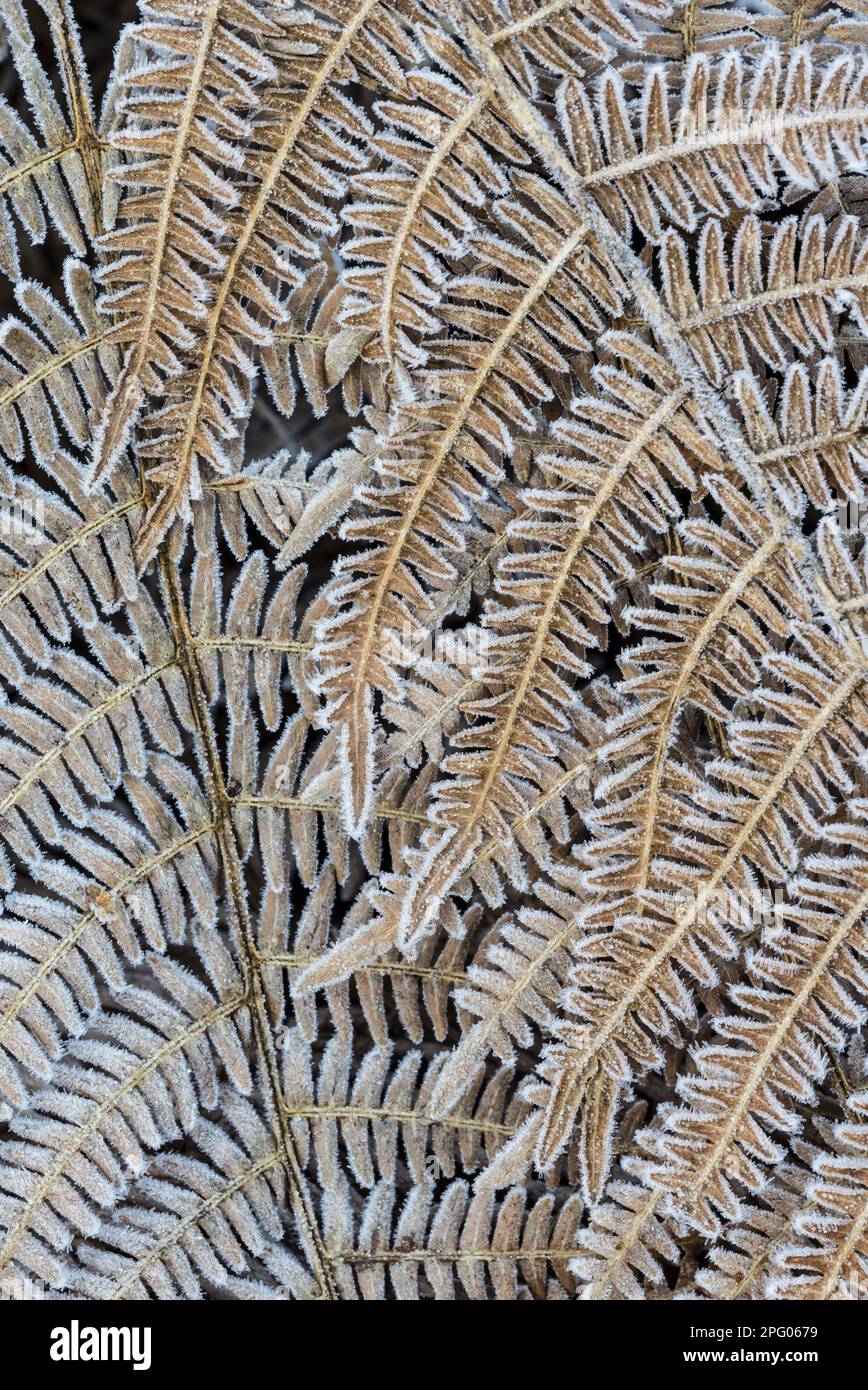 Bracken detail hi-res stock photography and images - Alamy