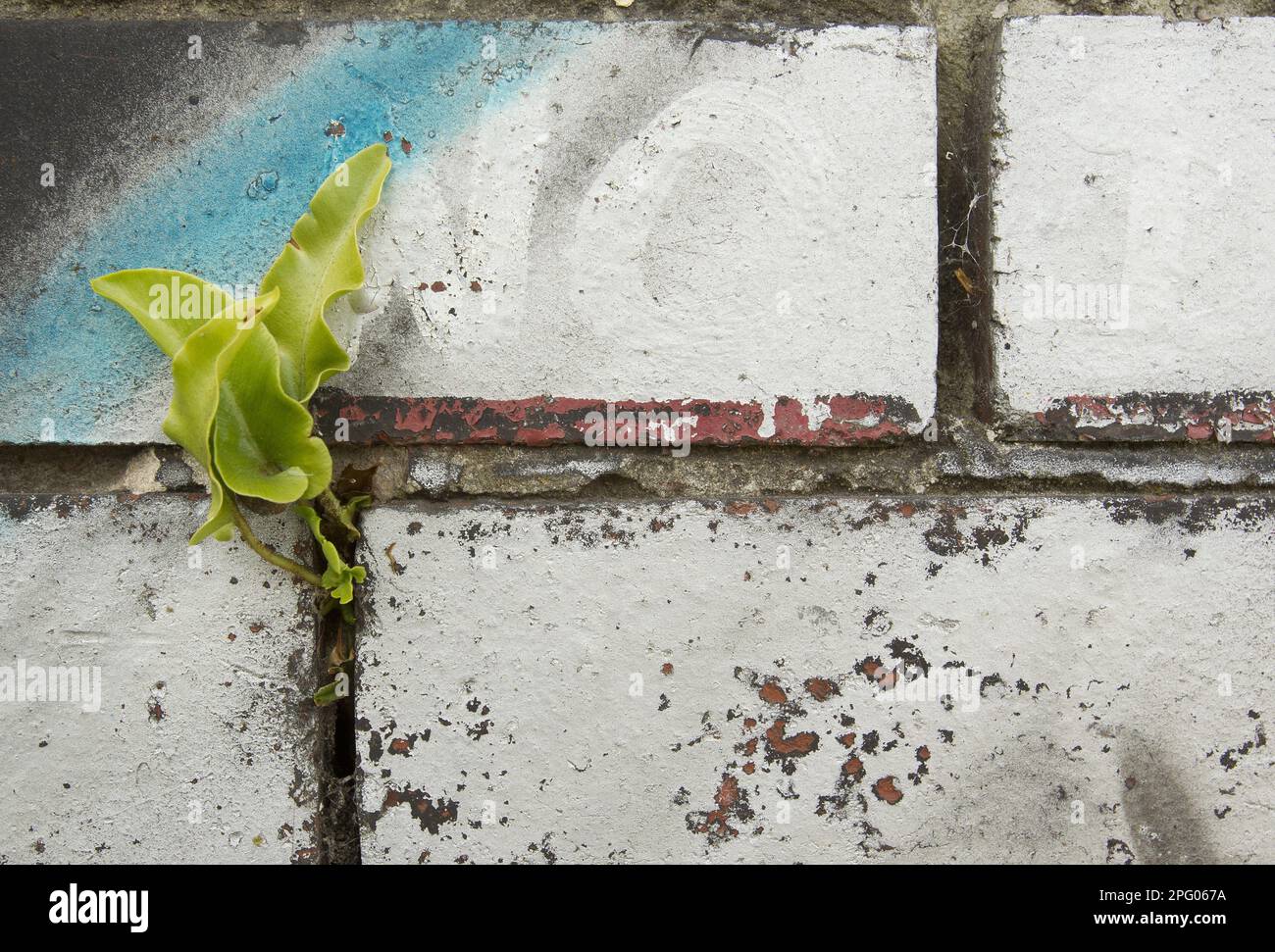 Graffiti covered wall hi-res stock photography and images - Alamy