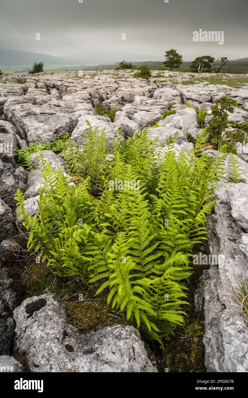 Rigid Buckler Fern (Dryopteris) submontana fronds, growing in crevice ...