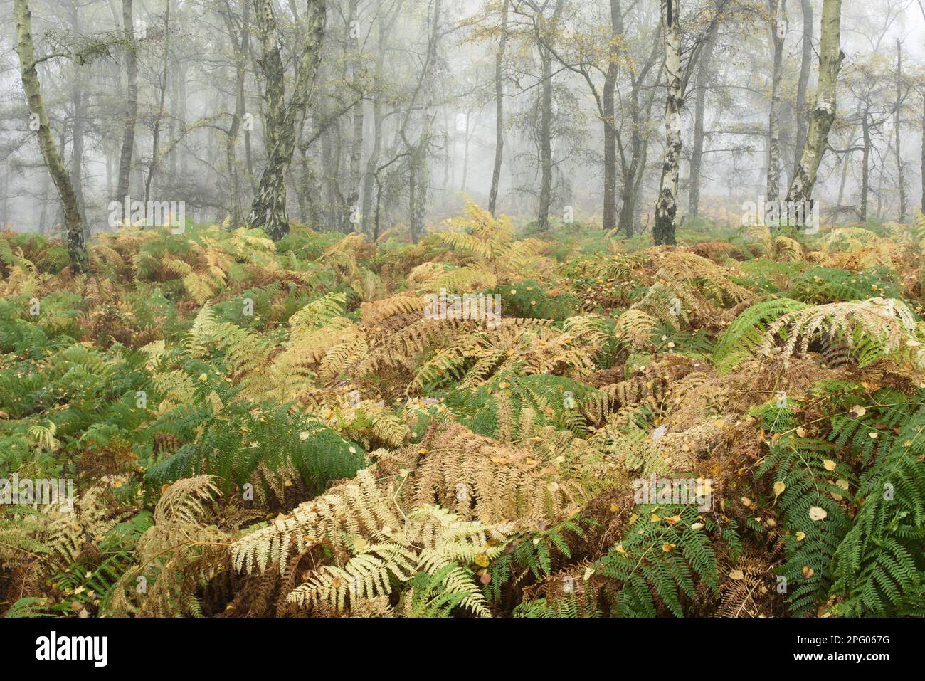Bracken (Pteridium aquilinum) fronds, growing in Silver Birch (Betula ...