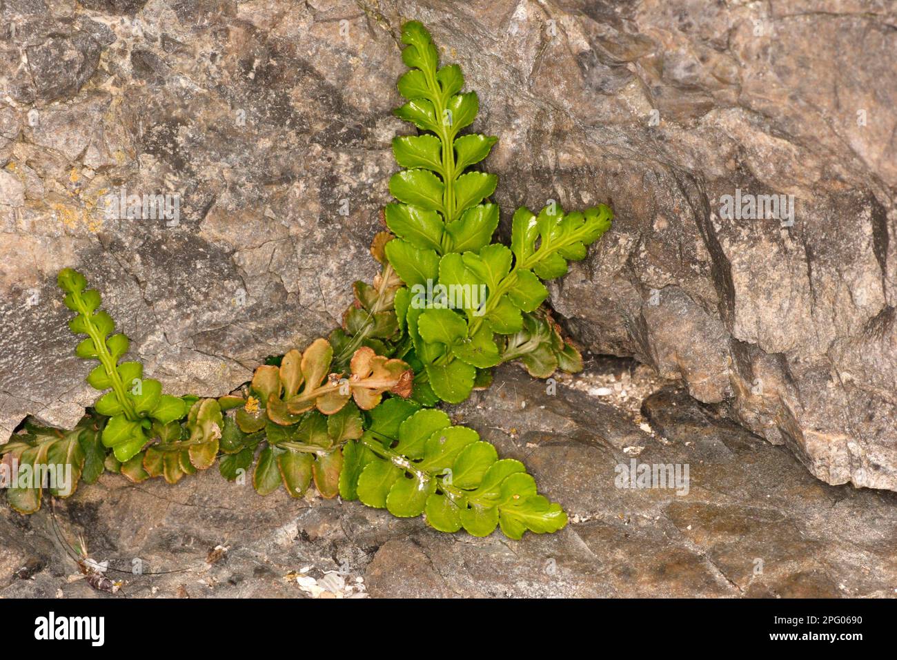 Sea spleenwort growing in coastal rock crevice, Dancing Ledge, Isle of ...