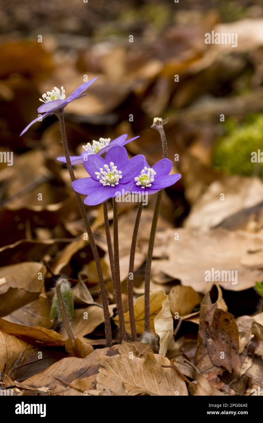 Flowering common hepatica (Anemone hepatica), in beech woods, Monte ...