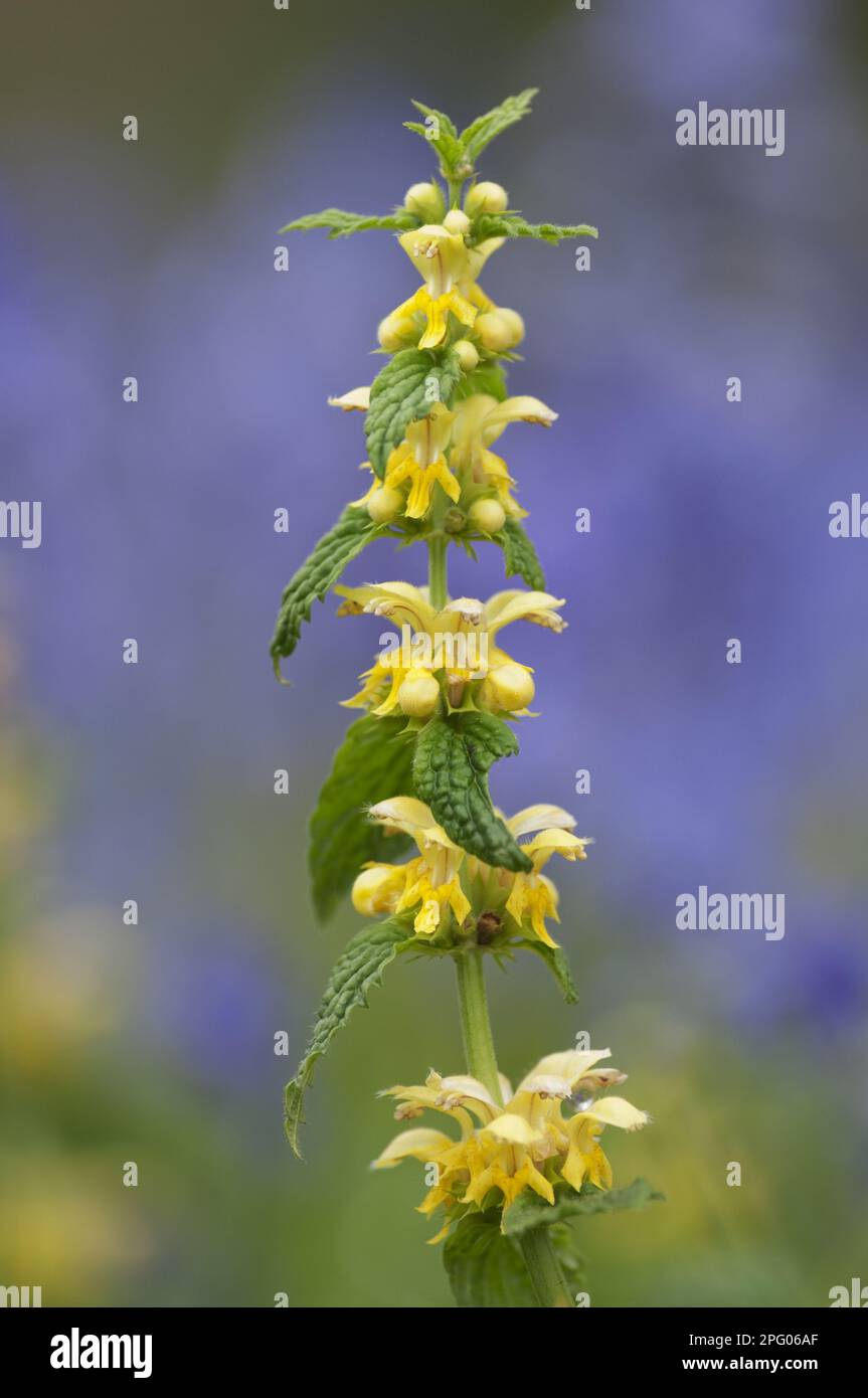 Flowering Yellow Archangel (Lamiastrum galeobdolon), growing under ...
