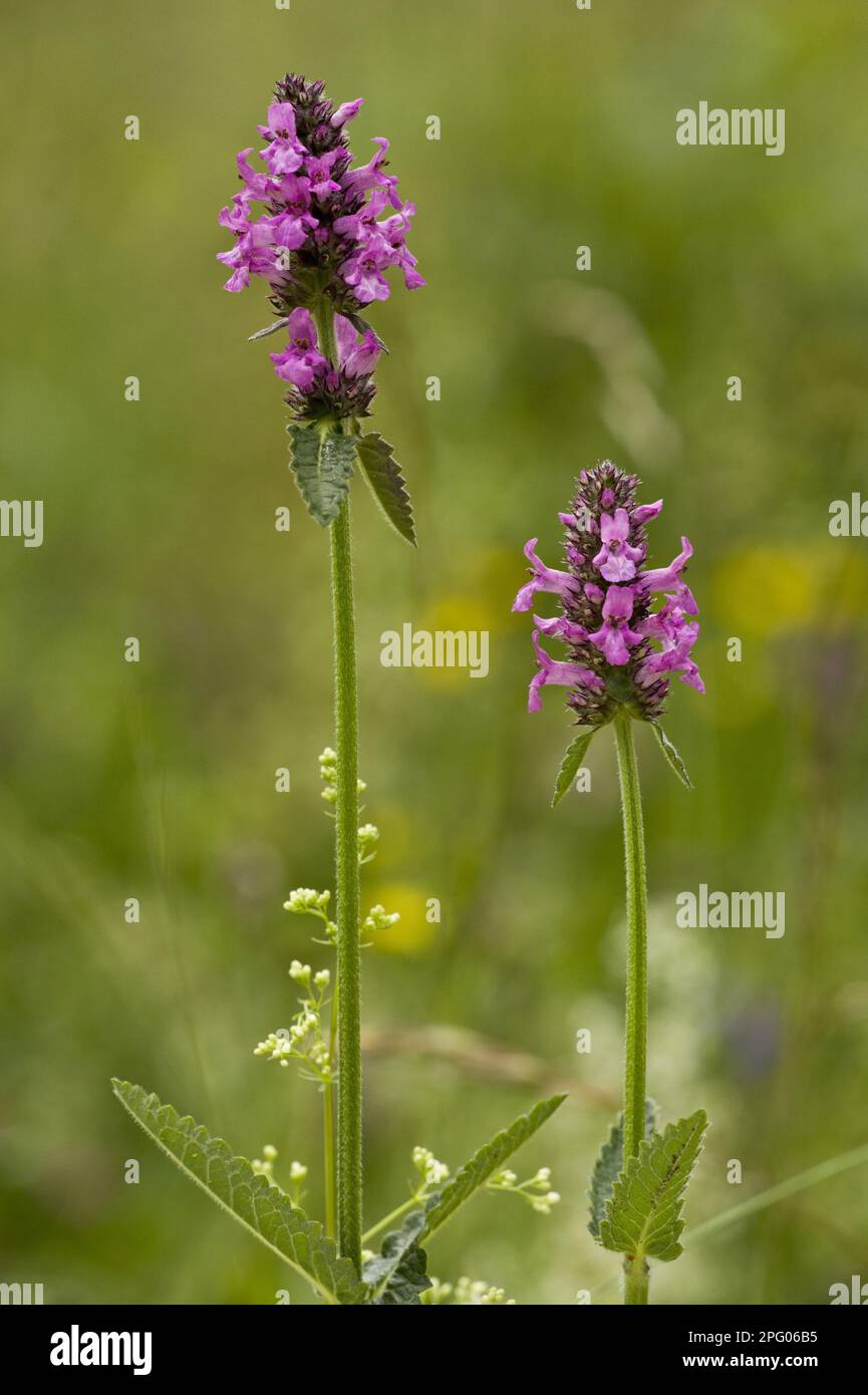 Purple Betony (Stachys officinalis) flowering, Slovenia Stock Photo - Alamy