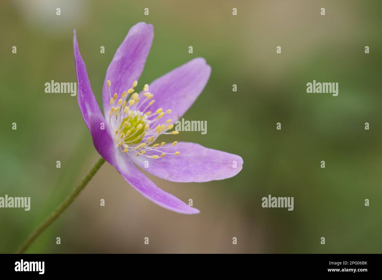 Wood Anemone (Anemone nemorosa) pink form, close-up of flower ...