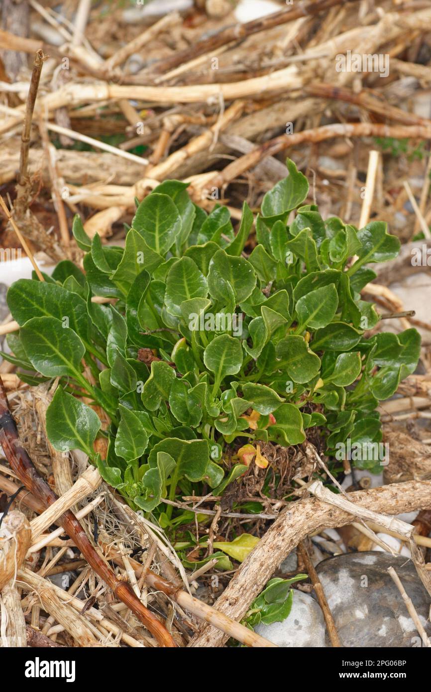 Sea beet (Beta vulgaris subsp. maritima) leaves, growing on the beach ...