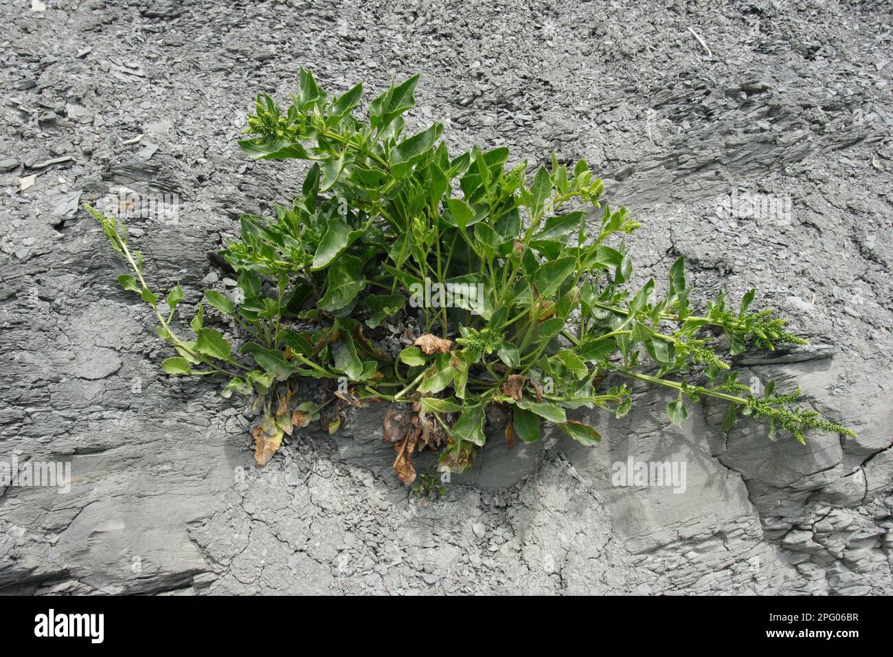 Sea beet (Beta vulgaris subsp. maritima) growing between rocks, Dorset ...