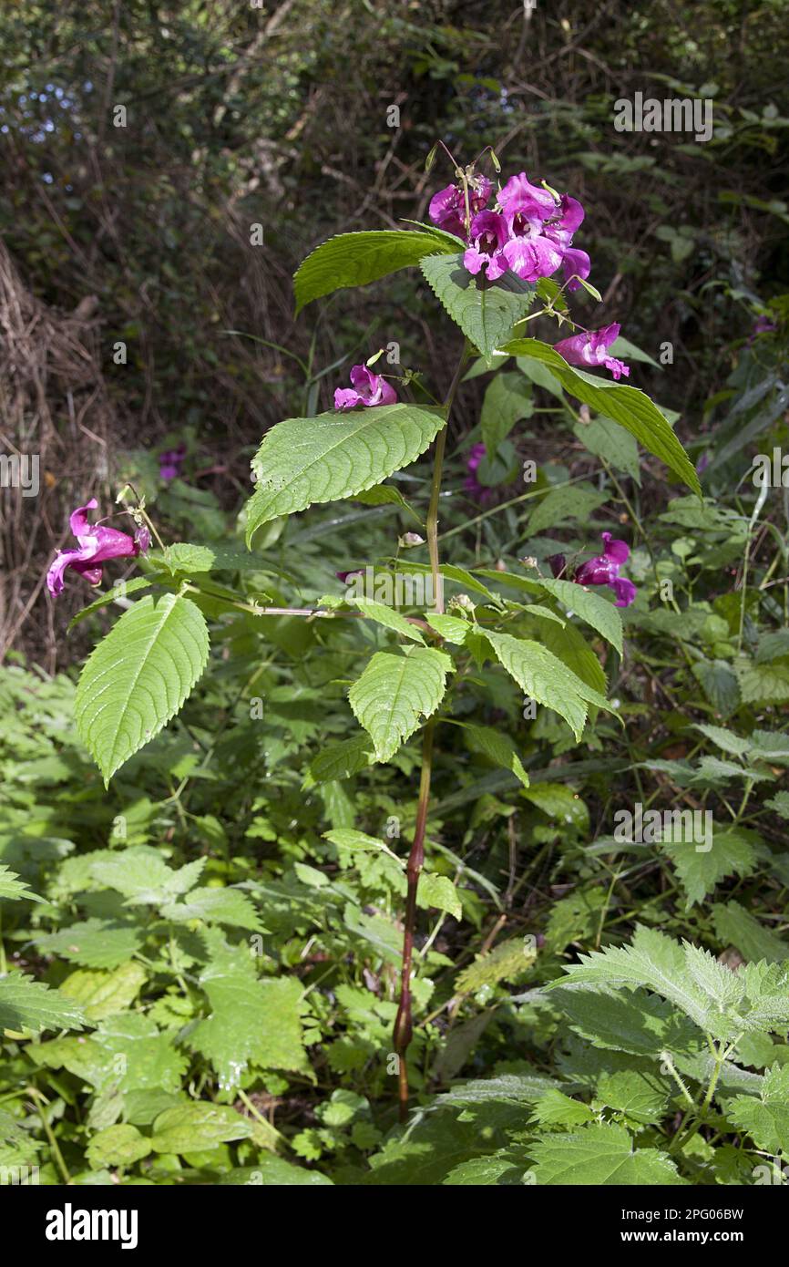 Himalayan Balsam (Impatiens glandulifera) introduced invasive species ...
