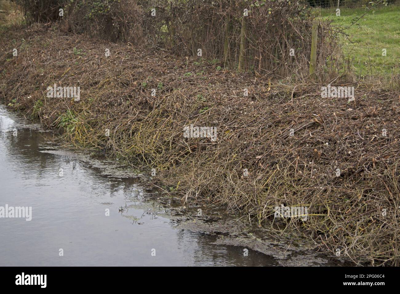 Himalayan Balsam (Impatiens glandulifera) introduced invasive species ...